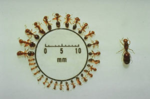 Identification | Fire Ants in Tennessee