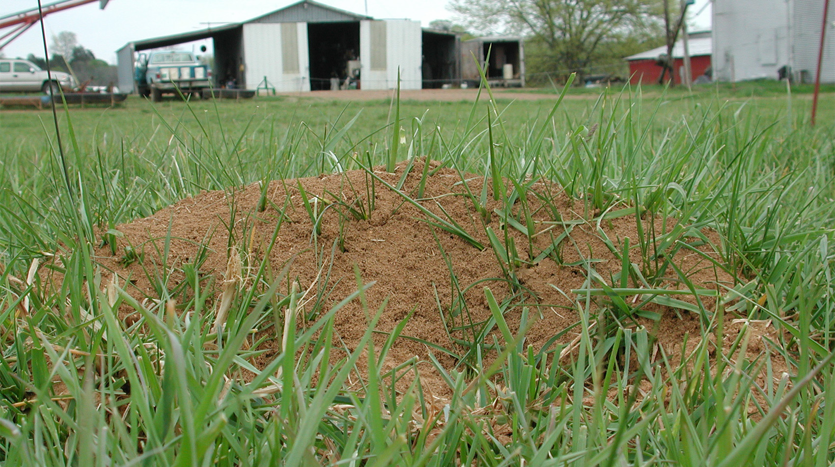 Resources | Fire Ants in Tennessee