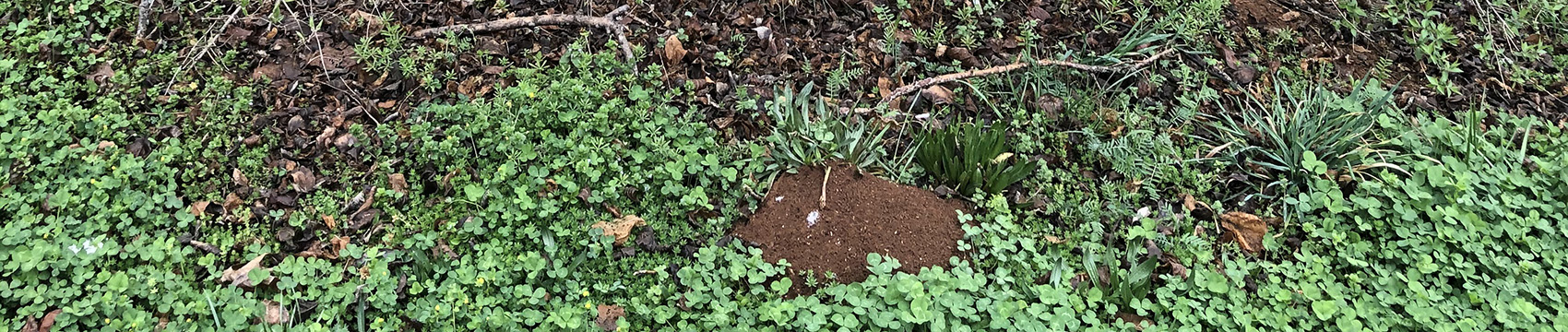 Identification | Fire Ants in Tennessee